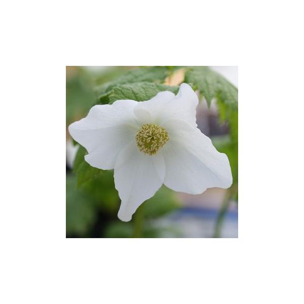 日本の山野草を代表する花、シラネアオイの白花です。純白で清楚な花を咲かせます。こちらは2芽の花芽が付いた株で、庭植えや大鉢に入れて飾るのに最適です。