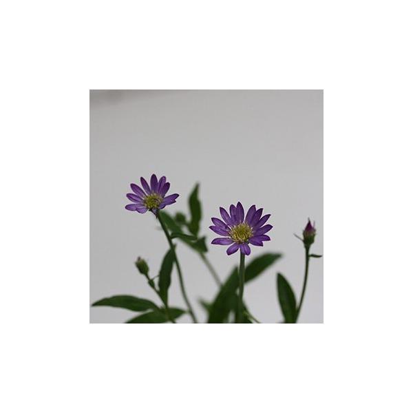 都忘れ（ミヤコワスレ）本州、四国、九州の山地林内に自生する多年草です。鎌倉時代、佐渡ヶ島に流された順徳天皇がミヤコワスレを見て「都のことが忘れられる」と言ったことが名前の由来だそうです。茶花や庭植えなどにおすすめの花です。青紫色に咲く花が特...