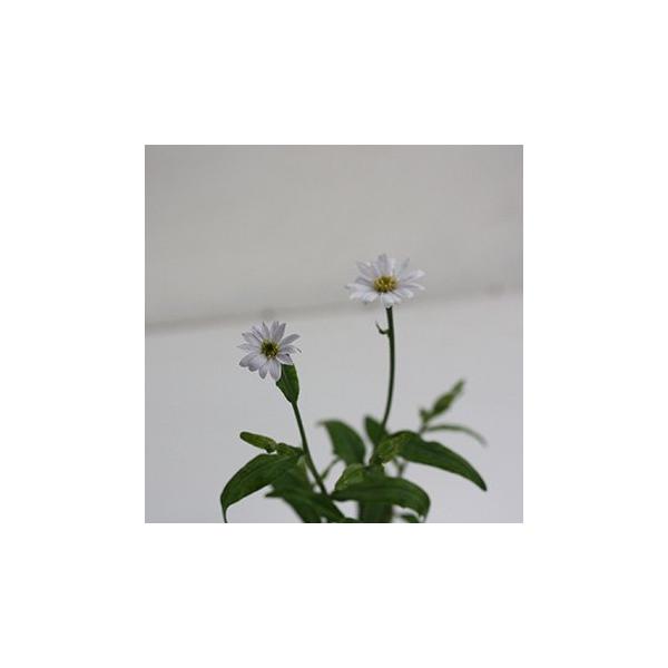 都忘れ（ミヤコワスレ）本州、四国、九州の山地林内に自生する多年草です。鎌倉時代、佐渡ヶ島に流された順徳天皇がミヤコワスレを見て「都のことが忘れられる」と言ったことが名前の由来だそうです。茶花や庭植えなどにおすすめの花です。白鳥のような白い花...