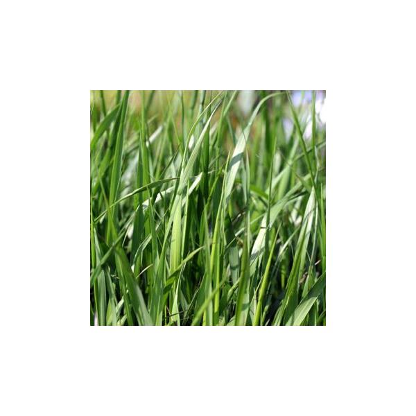 「風知草（フウチソウ）」は、風に揺れる葉姿が涼やかな山野草です。株は増えるとこんもりとドーム状になり、和風・洋風どちらの庭にも良く合い、草もの盆栽や、寄せ植えなどにしても風情があります。学名の「Hakonechloa」は「箱根の」という意味...