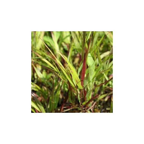 フウチソウは風に揺れる葉姿が涼やかな山野草です。株は増えるとこんもりとドーム状になり、和風・洋風どちらの庭にも良く合い、草もの盆栽や、寄せ植えなどにしても風情があります。学名の「Hakonechloa」は「箱根の」という意味で、箱根付近に良...