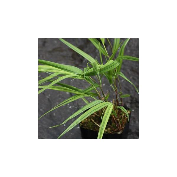 フウチソウは風に揺れる葉姿が涼やかな山野草です。株は増えるとこんもりとドーム状になり、和風・洋風どちらの庭にも良く合い、草もの盆栽や、寄せ植えなどにしても風情があります。学名の「Hakonechloa」は「箱根の」という意味で、箱根付近に良...