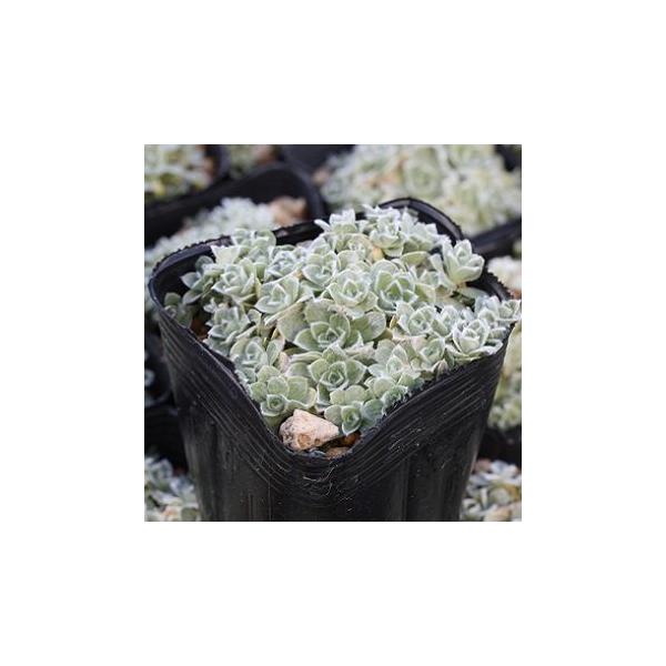 ヘリクリサムは、カサカサとした質感の花を咲かせる事から「麦藁菊」「帝王貝細工」などの別名があり、ドライフラワーとして良く親しまれているお花です。良く流通しているヘリクリサムと言えば、とても大きく成長するイメージですが、こちらの「ヘリクリサム...