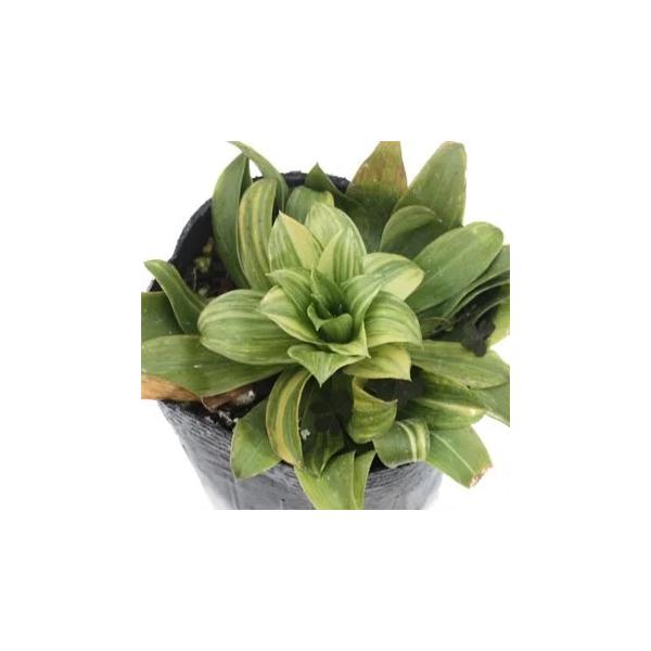 珍しい縞斑のショウジョウバカマです。花色は白花でシベと花弁の付け根が紫色になります。学名 Heloniopsis orientalis分類 ユリ科ショウジョウバカマ属開花期　3〜5月高さ 10〜20cm耐寒性　強い備考※植物には個体差があり...