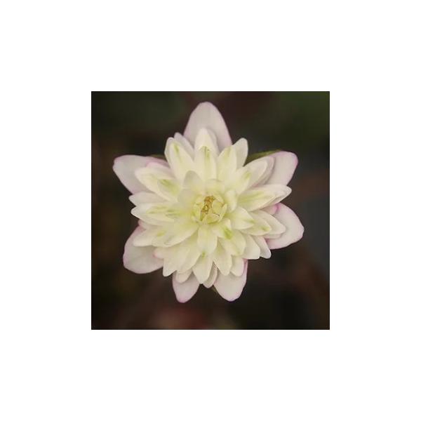 「雪割草は、雪解けとともに顔を出して、春の訪れを感じさせてくれる花です。「口紅（くちべに）」は淡いピンクの爪紅が彩る覆輪千重。クリスマスローズのピコティーを思わせる咲き方。学名 Hepatica nobilis分類 キンポウゲ科ミスミソウ属...