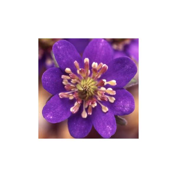 「若武者（わかむしゃ）」は、爽やかな色調の佐渡産人気種です。