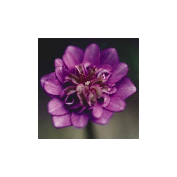 「積雲（せきうん）」は濃紫多弁に見事に浮き出る丁子弁の発達が見事。