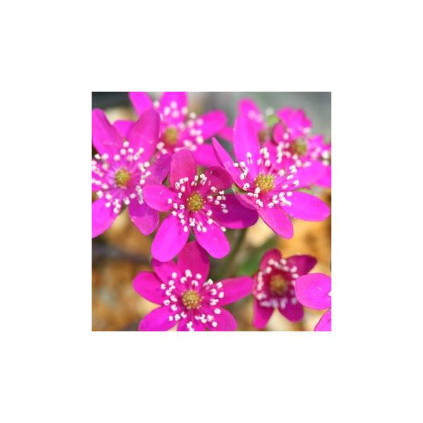 雪割草」は春先一番に花を咲かせるキンポウゲ科の多年草です。シェードガーデンや鉢植え、寄せ植えなどに最適です。こちらは赤系の選別商品です。※花色には個体差があります。