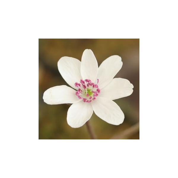 「雪割草」は春先一番に花を咲かせるキンポウゲ科の多年草です。こちらは白系の選別商品です。※花色には個体差があります。