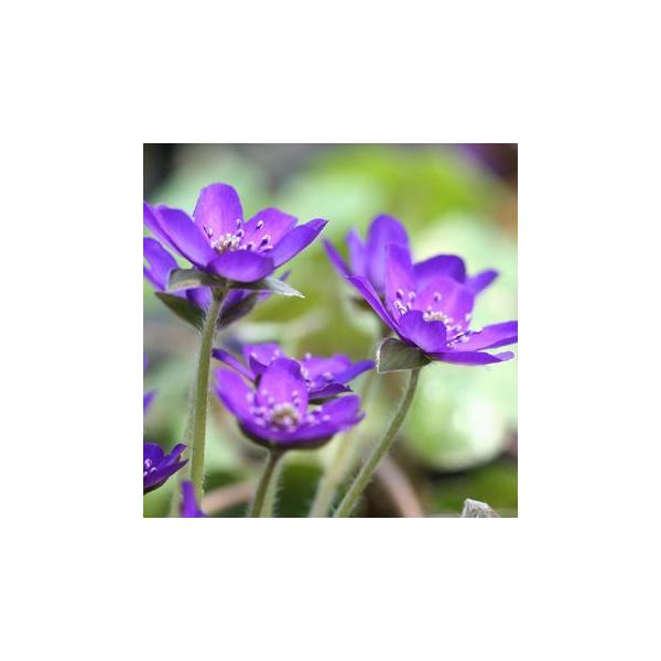 「雪割草」は春先一番に花を咲かせるキンポウゲ科の多年草です。こちらは紫系の選別商品です。※花色には個体差があります。