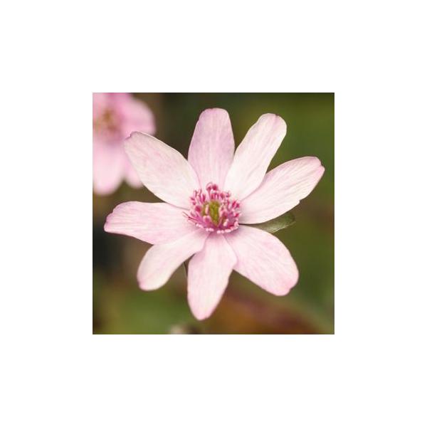 「雪割草」は春先一番に花を咲かせるキンポウゲ科の多年草です。こちらは桃系の選別商品です。※花色には個体差があります。