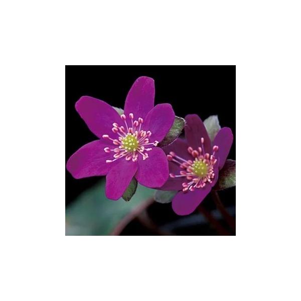 「雪割草は、雪解けとともに顔を出して、春の訪れを感じさせてくれる花です。「雪割草」という名前は通称で、和名は葉が三角であることからミスミソウ（三角草）といわれています。 ミスミソウの仲間の自生は雪の多い地域に多く、本州中部地方から四国、九州...