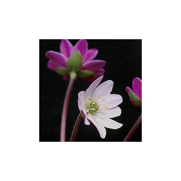 雪割草は、雪解けとともに顔を出して、春の訪れを感じさせてくれる花です。「昼夜錦（ちゅうやにしき）」は、花弁の表側と裏側の色対比が美しく人気の的。今だ少ない人気抜群の銘花です。