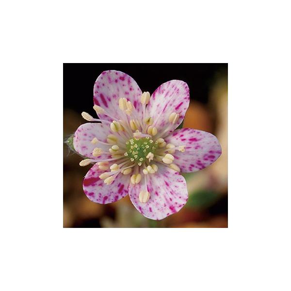 雪割草は、雪解けとともに顔を出して、春の訪れを感じさせてくれる花です。<br/>「満天の星（まんてんのほし）」は、花型、花芸ともに優れ青軸絞り咲の秀品です。