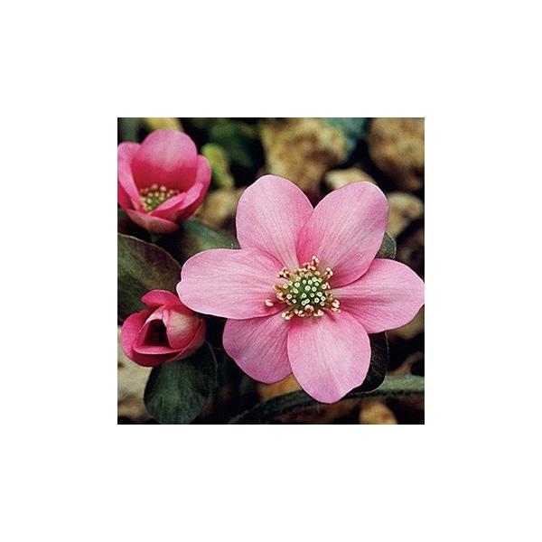 雪割草は、雪解けとともに顔を出して、春の訪れを感じさせてくれる花です。<br/>「越後美人（えちごびじん）」は、青軸サーモンピンクの代表銘花です。