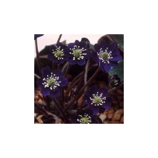 雪割草は、雪解けとともに顔を出して、春の訪れを感じさせてくれる花です。<br/>「彗星（すいせい）」は、色対比の美しさで早くから知られる人気銘花です。