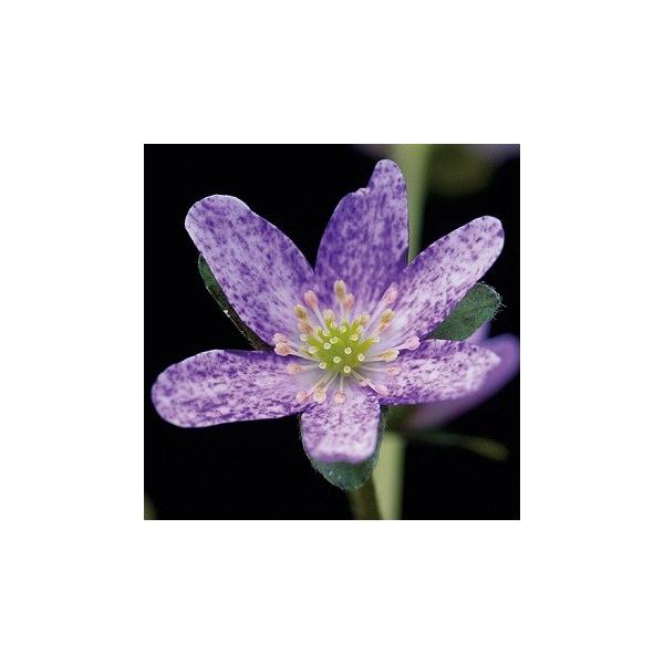 雪割草は、雪解けとともに顔を出して、春の訪れを感じさせてくれる花です。「越の吹雪（こしのふぶき）」は、青軸紫の霧点花で強健な品種です。