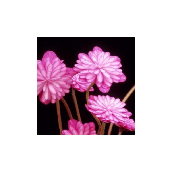 雪割草は、雪解けとともに顔を出して、春の訪れを感じさせてくれる花です。「妙華（みょうが）」は、赤から中心にかけてピンク掛かるコントラストの美しい品種です。