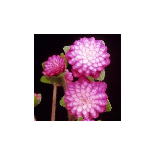 雪割草は、雪解けとともに顔を出して、春の訪れを感じさせてくれる花です。<br/>「安寿（あんじゅ）」は、早くから知られた銘花。咲き出しから丸い花形が人気の品種です。