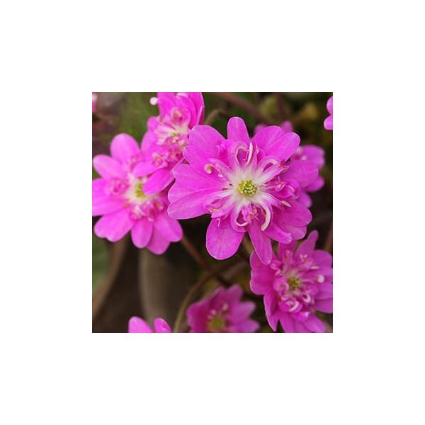 雪割草は、雪解けとともに顔を出して、春の訪れを感じさせてくれる花です。<br/>「ひなまつり」は、濃桃の目のさめるような色合いと安定した芸で選抜の人気を誇る品種です。