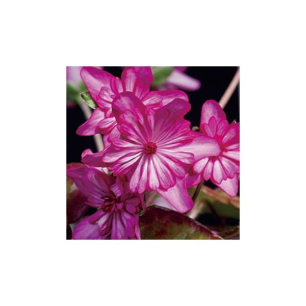 雪割草は、雪解けとともに顔を出して、春の訪れを感じさせてくれる花です。「鶴姫（つるひめ）」は、赤。明るい雰囲気を漂わせる華やかな花容が素晴らしい品種です。