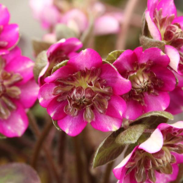 赤色三段咲。美しい花容が人気。※植物には個体差があり、それぞれ花つき、花色、枝ぶりなどが異なりますのでご了承ください。　　