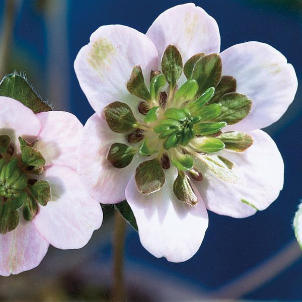 外花弁が柔らかい色合いの白身掛かる桃色で中心部にかけて緑かがる三段咲のコントラストが美しい品種。※植物には個体差があり、それぞれ花つき、花色、枝ぶりなどが異なりますのでご了承ください。　