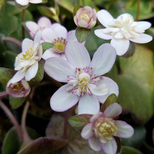 外花弁が細く濃い桃色で縁取り花弁は淡い桃色色。全体的に纏まりがあり柔らかい色合いの優しい色合いの花を咲かせます。※植物には個体差があり、それぞれ花つき、花色、枝ぶりなどが異なりますのでご了承ください。　　