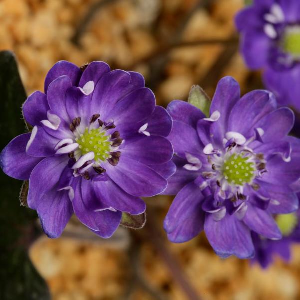 雪割草は、雪解けとともに顔を出して、春の訪れを感じさせてくれる花です。幻花（げんか）は、形の整った紫大輪に丁子芸が重なった印象定期な品種。学名 Hepatica nobilis分類 キンポウゲ科ミスミソウ属開花期　1月〜4月高さ 8〜15c...
