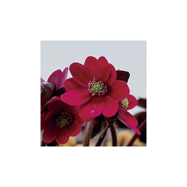 ミスミソウ、紅烏（べにからす）は黒実の強い赤色の標準花です。濃色紅色として定評のある品種です。学名 Hepatica nobilis分類 キンポウゲ科ミスミソウ属開花期　1月〜4月高さ 8〜15cm耐寒性　強い備考 ※植物には個体差があり、...