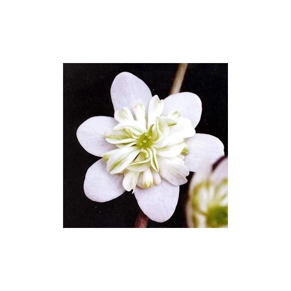 ミスミソウ、白眉（はくび）は中心部が緑色を帯びた二段唐子先の秀花です。学名 Hepatica nobilis分類 キンポウゲ科ミスミソウ属開花期　1月〜4月高さ 8〜15cm耐寒性　強い備考 ※植物には個体差があり、それぞれ花つき、花色、枝...