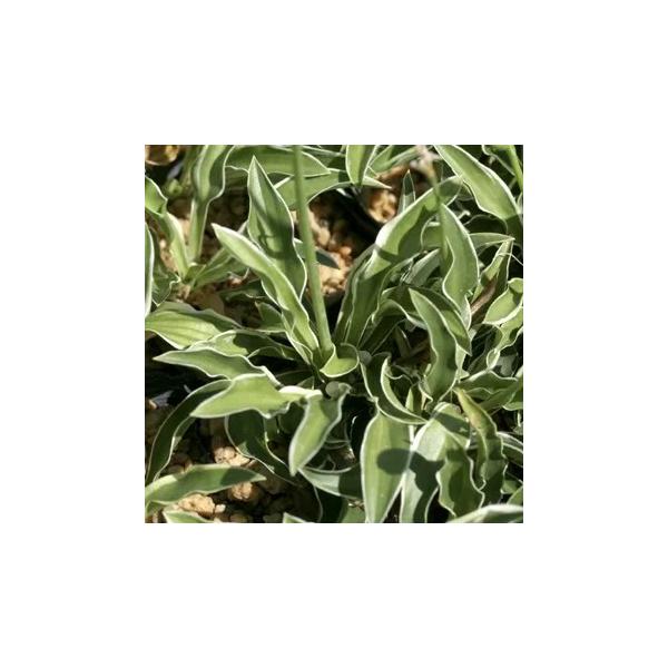 白覆輪ヤクシマギボウシは、小型で葉がややねじれるギボウシです。白覆輪の模様が可愛らしく小鉢や寄せ植えにとても良く合う種類です。学名 Hosta venusta　variegata分類 ユリ科ギボウシ属開花期　7〜8月高さ 15〜25cm耐寒...