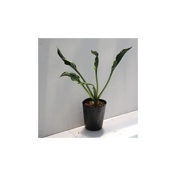 葉が細く、よじれるのが特徴的な中型種のギボウシです。葉の縁には黄色身かかった斑が入ります。学名 Hosta venusta　variegata分類 ユリ科ギボウシ属開花期　6〜8月高さ  50〜80cm耐寒性　強い備考※植物には個体差があり...