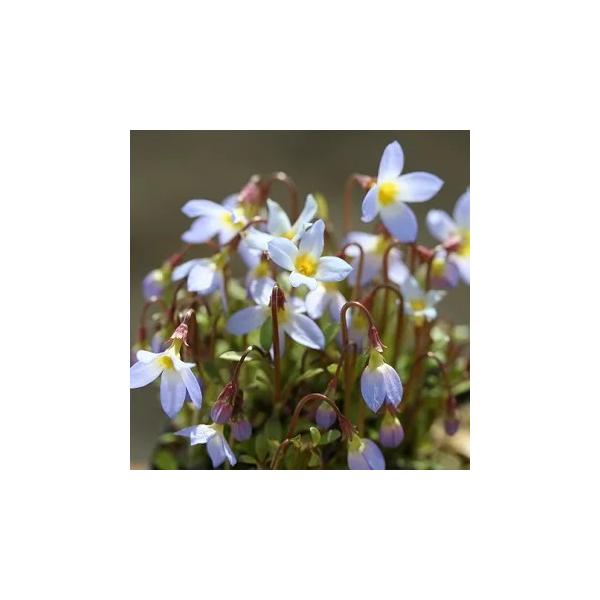 「雛草（ひなそう）」は、5cm程の小さな草丈の多年草です。春に十字型の淡藤色の花を咲かせます。一つ一つの花は小さいですが、よく見ると繊細で可愛らしい形をしており、一斉に花を咲かせると見ごたえもあります。主張しすぎないので、組み合わせを選ばず...