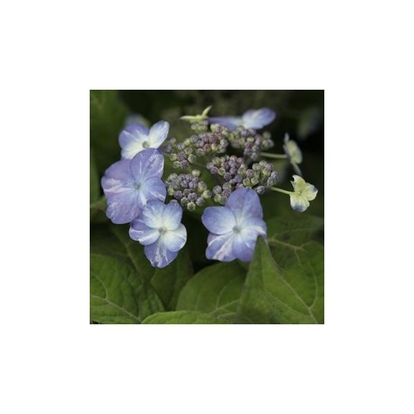 「日向絞（ひゅうがしぼり）」は紺色地に白い絞りの入る清々しい美しさのある品種です。宮崎県産。分類　アジサイ科アジサイ属開花期　5〜6月高さ　お届け時：15〜20cm耐寒性　強い備考※植物には個体差があり、それぞれ花つき、花色、枝ぶりなどが異...