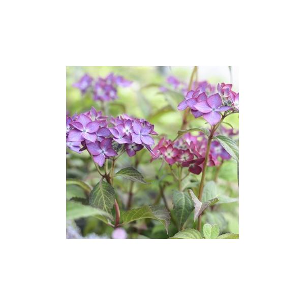 ヤマアジサイと西洋アジサイの交配品種。アジアンビューティーシリーズの新花。学名 ‐分類 アジサイ科アジサイ属開花期　5〜6月高さ お届け時15〜25cm耐寒性　強い