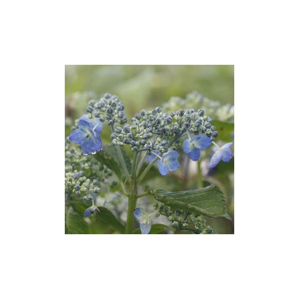 「海峡（かいきょう）」は、済州島産のアジサイで、装飾花と両性花は水色〜青味がかります。ヤマアジサイよりも葉は少し大きく葉脈と鋸歯がくっきりとしています。