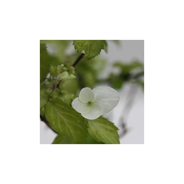 コガクウツギ「花笠」は多弁から八重咲きの白いウツギです。線が細く垂れるように花を付けます。庭木にお勧めです。学名 Hydrangea　luteovenosa分類 アジサイ科アジサイ属開花期　6月〜7月高さ 樹高2ｍ：商品は15-20ｃｍサイ...