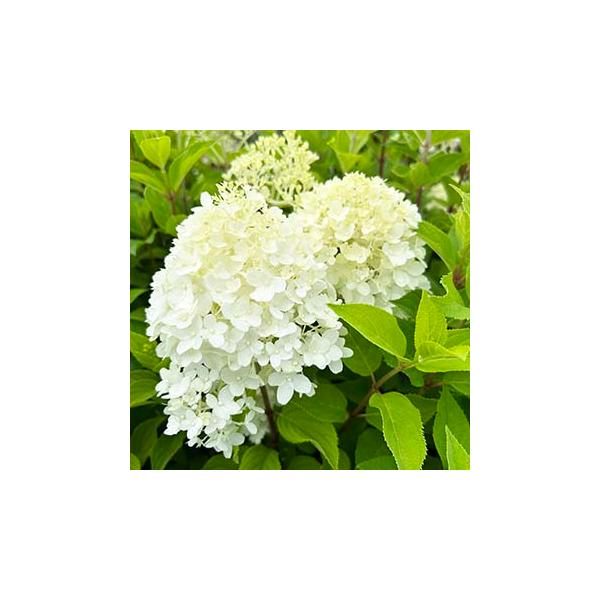 オランダの4代に渡りハイドランジア(アジサイ)の育種・生産を手掛けるAlexShoemaler社のハイドランジア。従来の種は樹高が2〜4ｍと高くなるのですがAlexShoemaler社の品種は強剪定にも強く非常にコンパクトで花付が良いのが特...