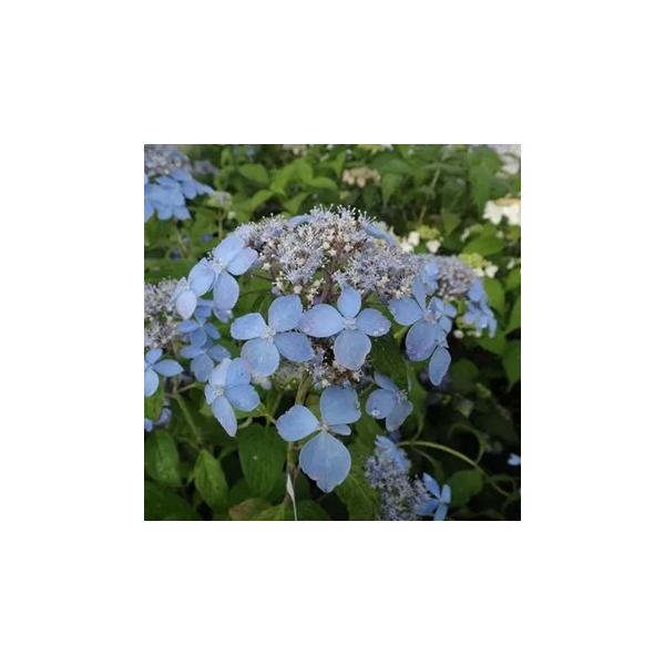 瀬戸の涼風（せとのすずかぜ）は、一重ガク咲きのヤマアジサイで、花色は、装飾花、両性花とも青色です。装飾花はわずかに鋸歯があります。学名 Hydrangea serrata分類 アジサイ科アジサイ属開花期　5〜6月高さ お届け時15〜20cm...