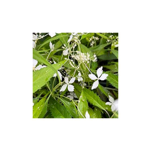 「屋久島紺照木（やくしまこんてりぎ）」は、屋久島産のアジサイで、両性花、装飾花とも白色で、装飾花の縁に不揃いの鋸歯があります。普通のアジサイよりも開花は早めです。（別名：ヤクシマアジサイ）学名 Hydrangea grosseserrata...