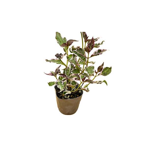 ガクアジサイとヤマアジサイの交配から生まれた鮮やかな三光斑が印象的なアジサイです。花はもちろんですがカラーリーフとしてもお楽しみいただけます。花色はpHにより青系~赤系と変化があります。御厨の暁(みくりやのあかつき)は御殿場錦、瀬戸の花嫁の...