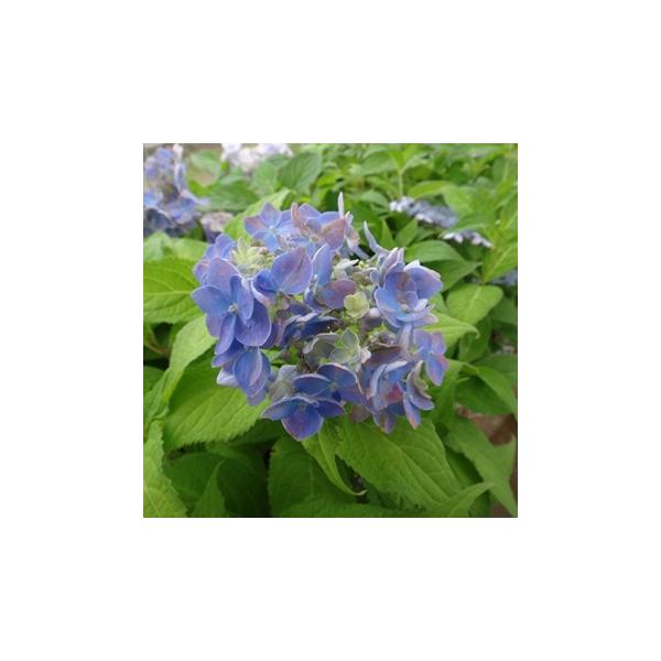 「日向てまり」は宮崎県椎葉村産のテマリ咲きのヤマアジサイで、「日向の青てまり」よりも花色は薄く、てまりは大きくなります。ガクの先端に切り込みの入るナデシコ弁。学名 Hydrangea serrata分類 アジサイ科アジサイ属開花期　5〜6月...