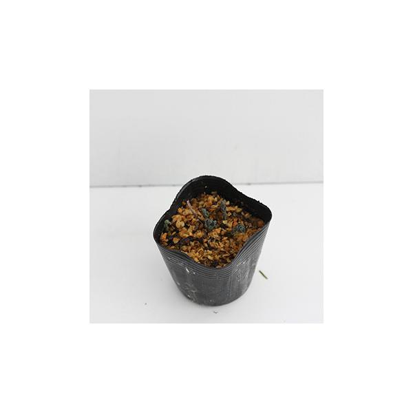 ミセバヤのカラス葉タイプ。夏場に掛けて濃い赤い花を咲かせます。学名 Sedum　Sp.分類 ベンケイソウ科ムラサキベンケイソウ属開花期　7〜8月高さ 10〜15cm耐寒性　強い備考　　※植物には個体差があり、それぞれ花つき、花色、枝ぶりなど...