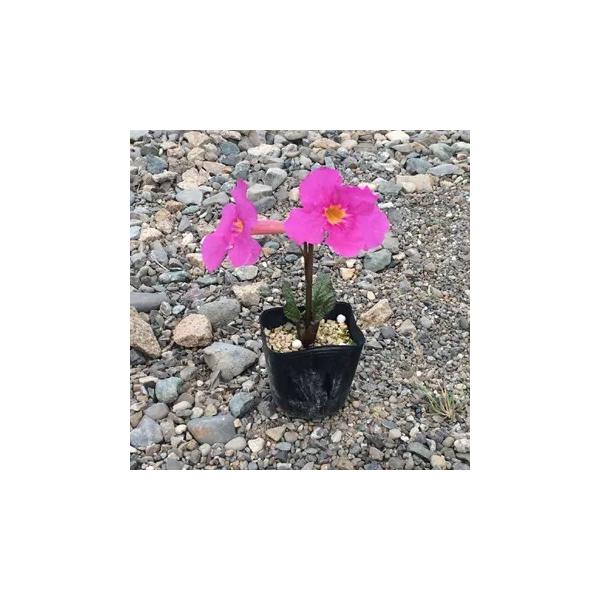 インカルビレア・デラバイは、初夏に5cm程のマゼンタ色の花を咲かせる宿根草です。中国の雲南省原産。学名 Incarvillea delavayi分類 ノウゼンカズラ科インカルビレア属開花期　6〜7月高さ 30〜50cm耐寒性　強い