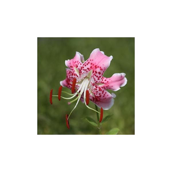 「島鹿の子百合（シマカノコユリ）」は、鹿児島県の甑島（こしきじま）で発見されたことから「島（シマ）」の名前がついたといわれています。九州の西海岸、鹿児島の甑島の海岸近く（山地の崖など）に自生し、夏に紅色の斑点がある白い花を、横向きまたはやや...