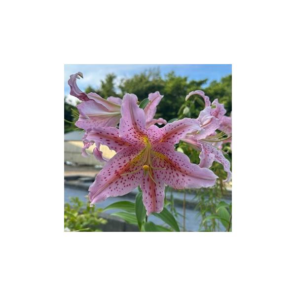 山百合は、日本特産の百合で、夏に大輪の花を咲かせます。花は白地に黄色いスジ模様が入り、このことから学名〔auratum-金色の、という意味〕がつけられました。本州（近畿地方以北）に自生があります。こちらは桃色のヤマユリです。（実生選別品種）