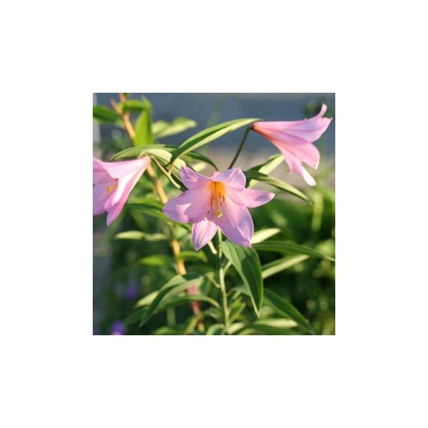 姫サユリは日本特産の小型の百合で、山形、福島、新潟の山地に生えます。ササユリ（別名・サユリ）に似ていますが、全体に小ぶりなことから「姫さゆり」と呼ばれ、可憐な花姿から別名「乙女百合（オトメユリ）」とも呼ばれます。かわいらしく人気の百合です。