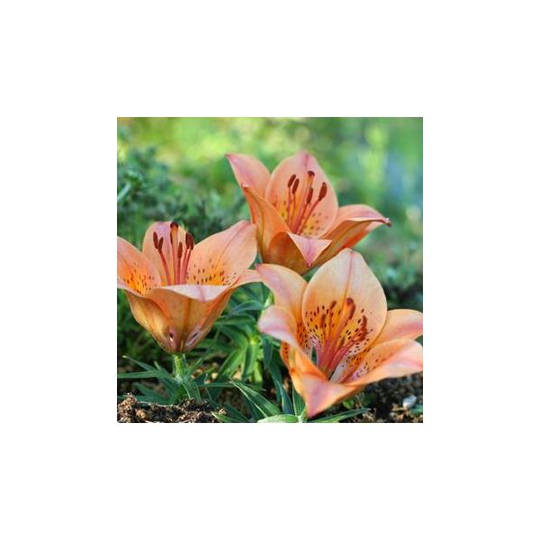 「姫蝦夷スカシユリ」は千島択捉島で発見された、スカシユリの小型種で、草丈10cm程度ながら7〜8cmの大輪の花を咲かせます。丈夫で育てやすく、分球して良く増えます。