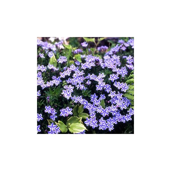 ヨーロッパ南西部に分布するムラサキ科の多年草。枝は這うように広がりマット状に広がるのでグランドカバーなどでも用いられます。花は花冠が5裂し星形で白地に青のストライプが入るのが特徴的な可愛らしい花を咲かせます。